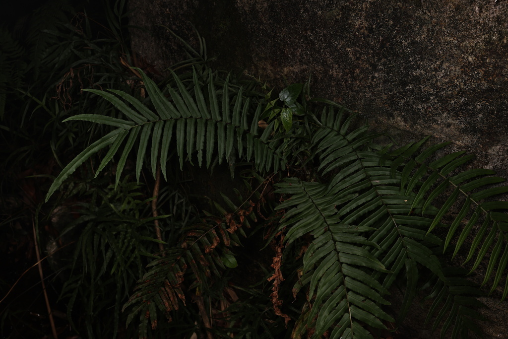 ladder fern in October 2023 by Pintsen JIN · iNaturalist