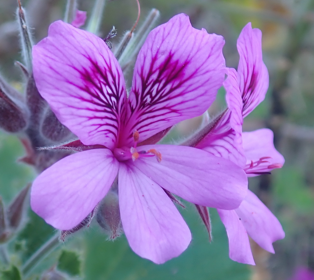wild mallow from Signal Hill, Cape Town, 8001, South Africa on October ...
