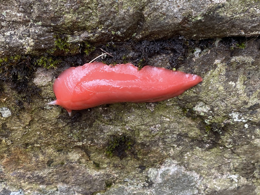 Kaputar Pink Slug in October 2023 by wyliecath. From 6 am to 10.30 am ...