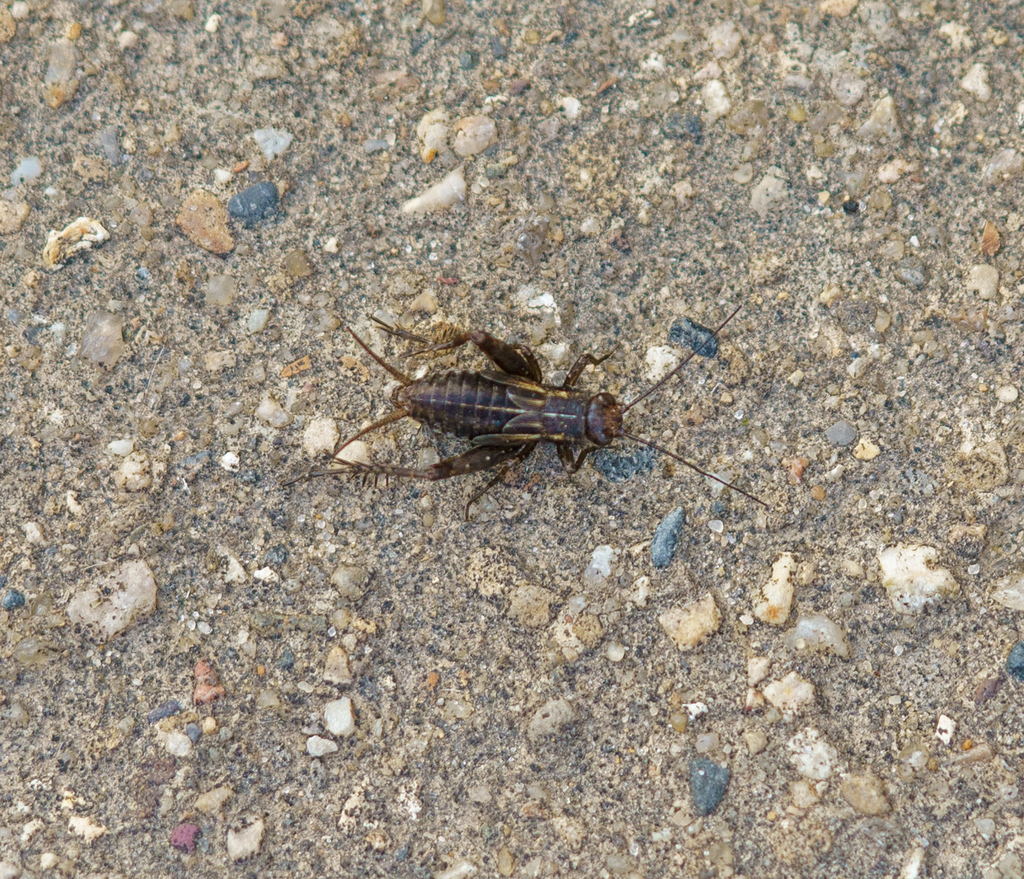 Striped Ground Cricket from Newton, IL 62448, USA on October 27, 2023 ...