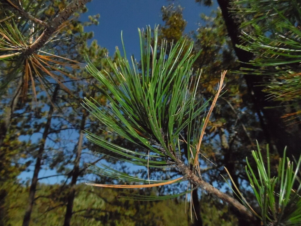 Teocote pine from Guanaceví, Dgo., México on October 27, 2023 at 02:28 ...