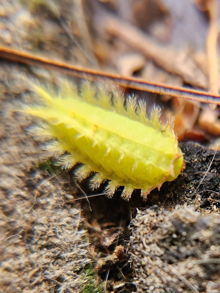 Crowned Slug Moth from Jefferson, NC 28640, USA on October 28, 2023 at ...