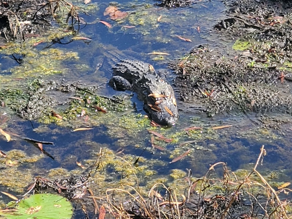 American Alligator from Brick Pond Park, North Augusta, SC, US on ...