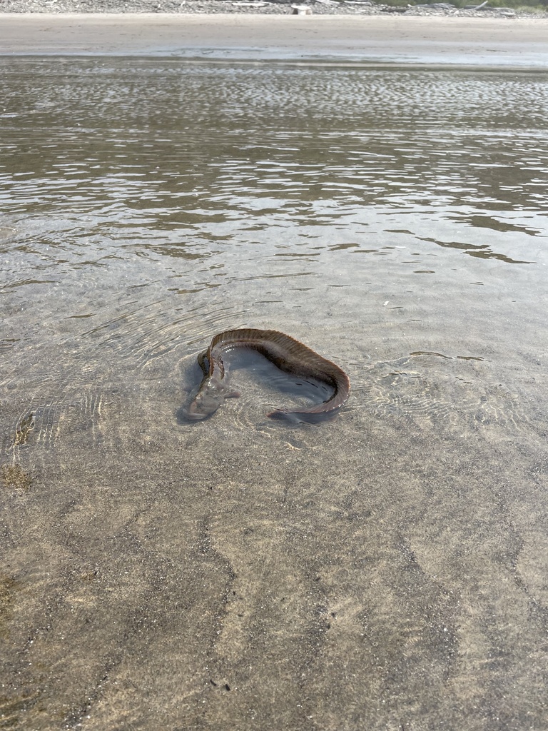 Monkey-faced Prickleback from North Pacific Ocean, OR, US on August 13 ...