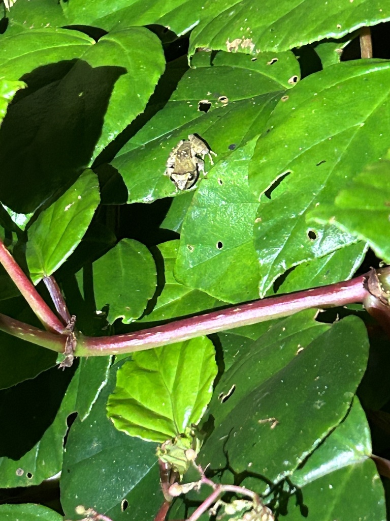 Pygmy Rain Frog from Puntarenas, CR on January 3, 2023 at 07:46 PM by ...