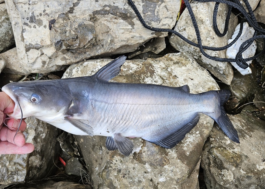 Blue Catfish from Livingston County, KY, USA on October 27, 2023 at 03: ...
