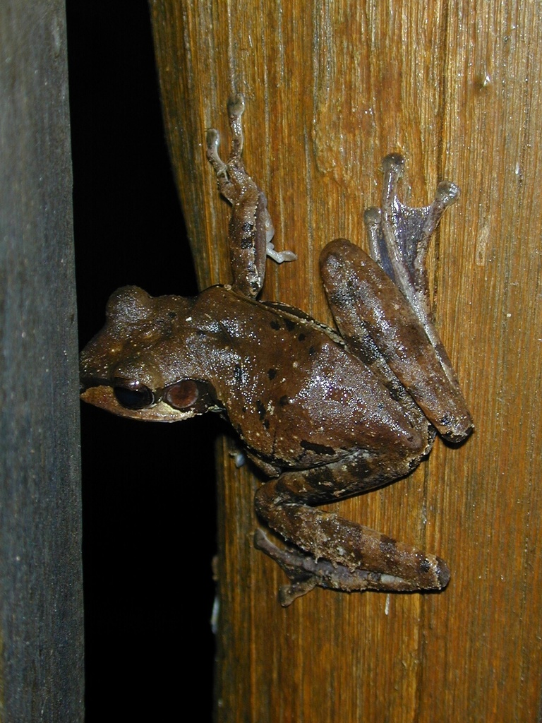 Dark-eared Tree Frog from Lahad Datu, Sabah, Malaysia on September 29 ...