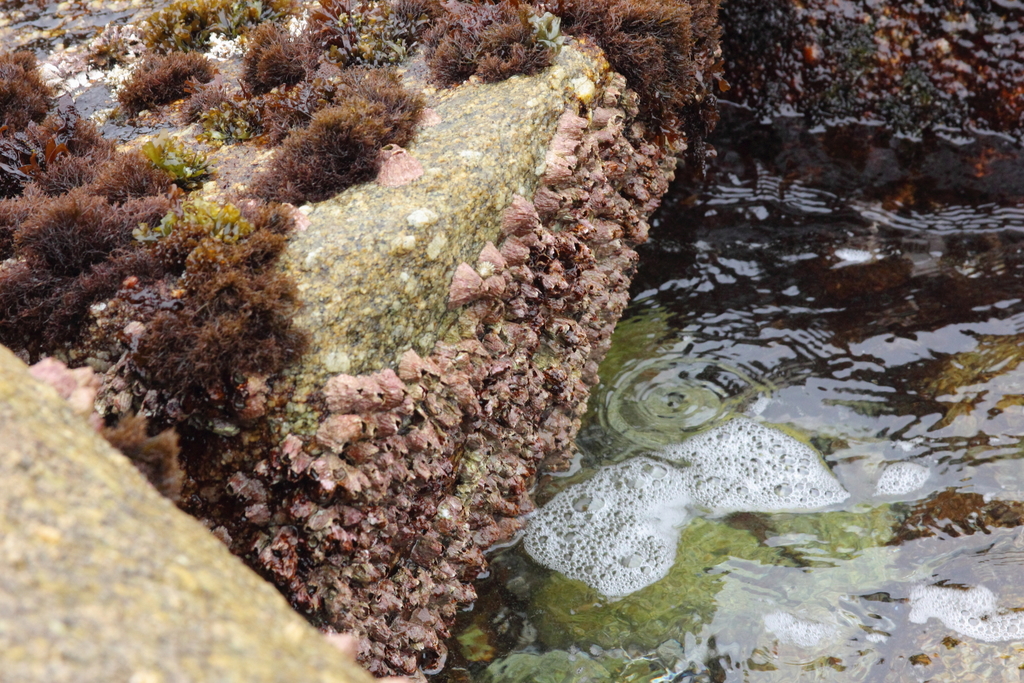 Pink Volcano Barnacle (Multi-Agency Rocky Intertidal Network ...