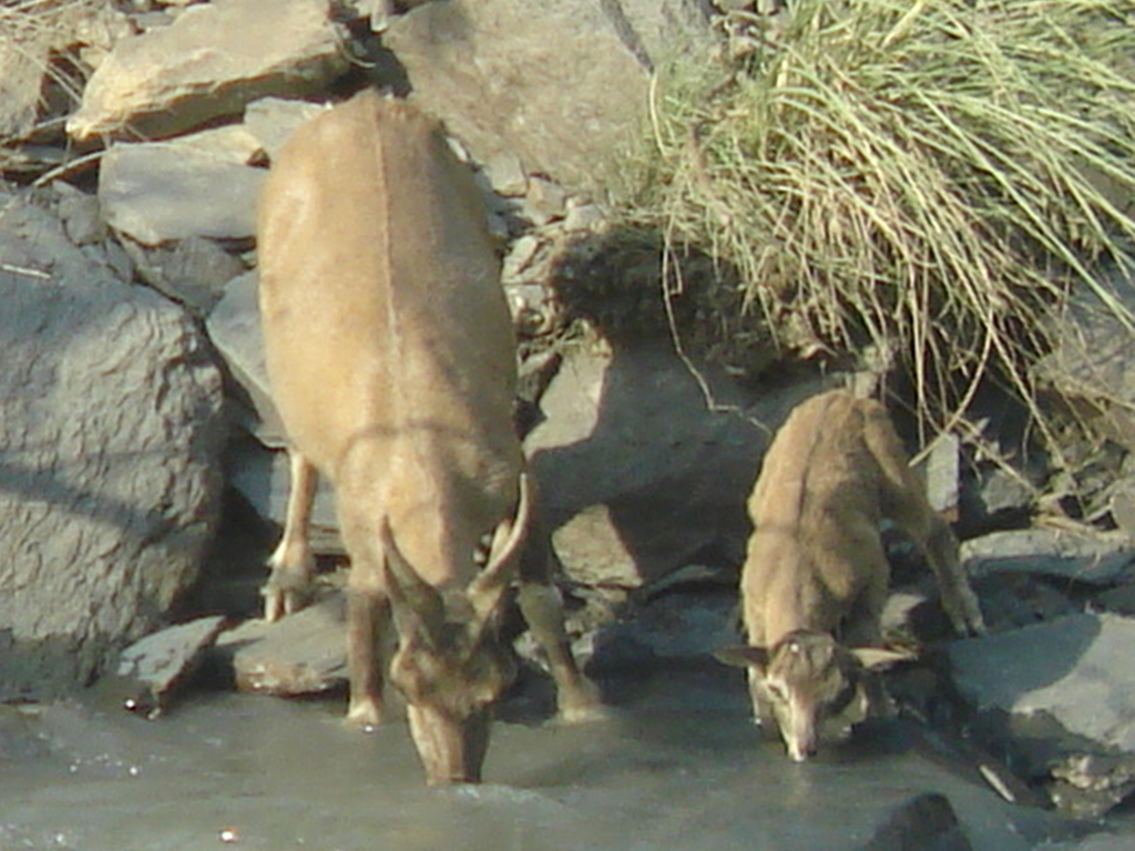 Markhor (Capra falconeri) - Know Your Mammals
