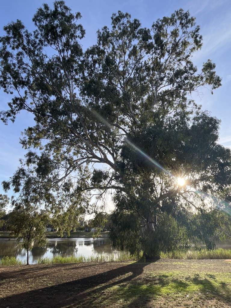 river redgum from Hugh King Drive, Mildura, VIC, AU on October 29, 2023 ...