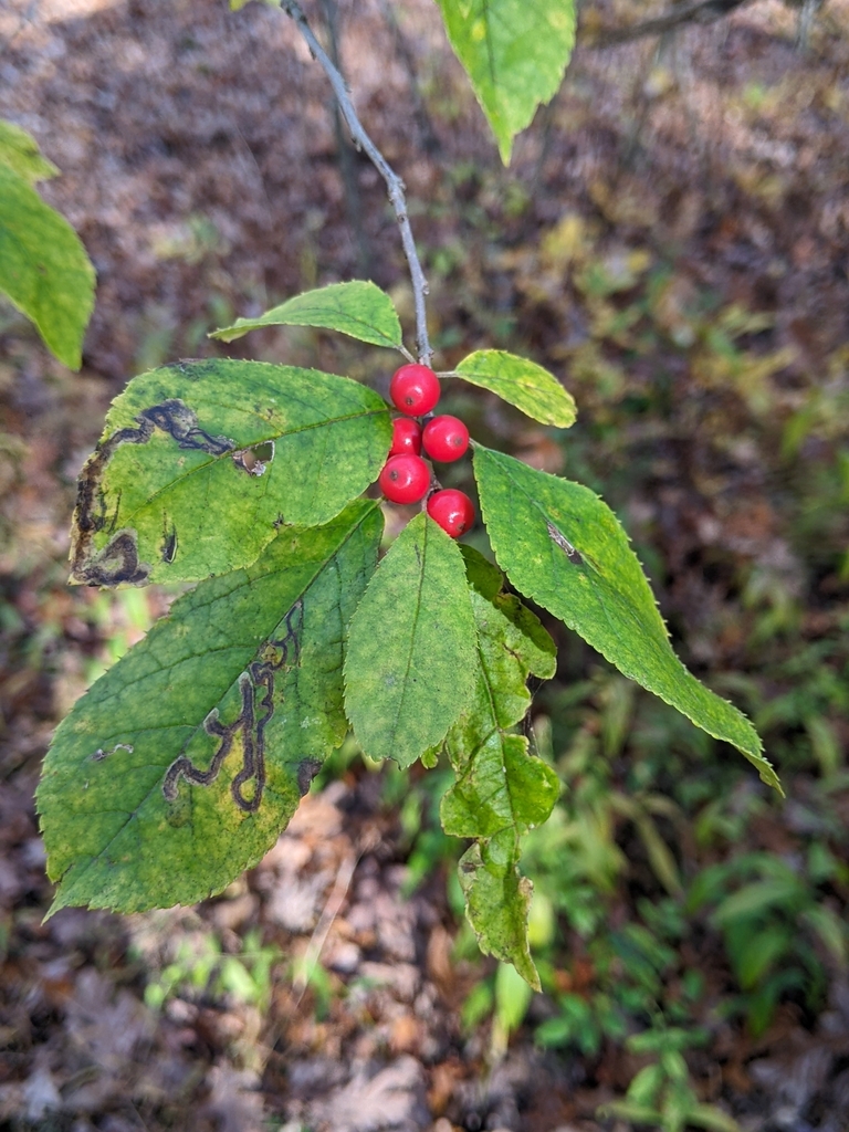 winterberry holly from Old Orchard Road, Clinton, Connecticut, US on ...