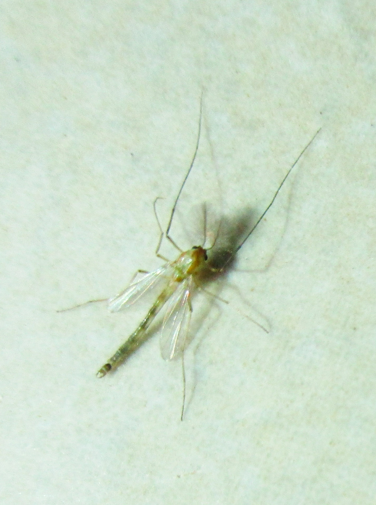 Dicrotendipes from TRECHO 4, Brasília, DF, BR on October 27, 2023 at 09 ...
