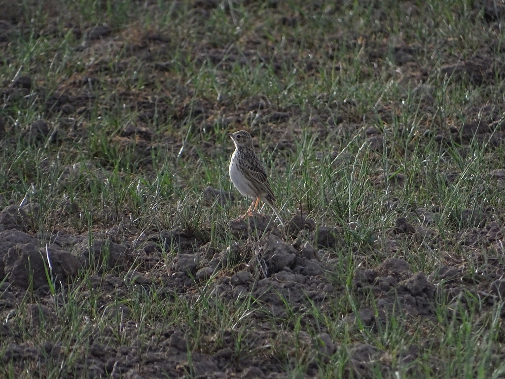 Short-billed Pipit from Tornquist, Provincia de Buenos Aires, Argentina ...