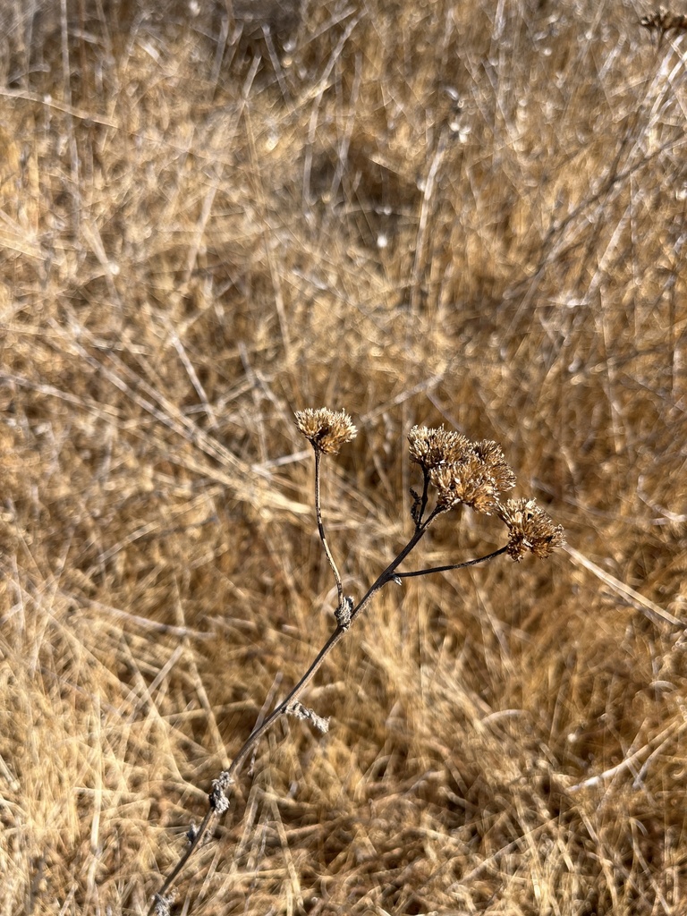 common yarrow from Almaden Quicksilver County Park, Los Gatos, CA, US ...