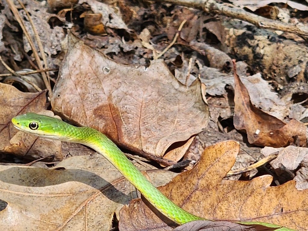 Rough Greensnake from William B. Umstead State Park, Raleigh, NC, US on ...