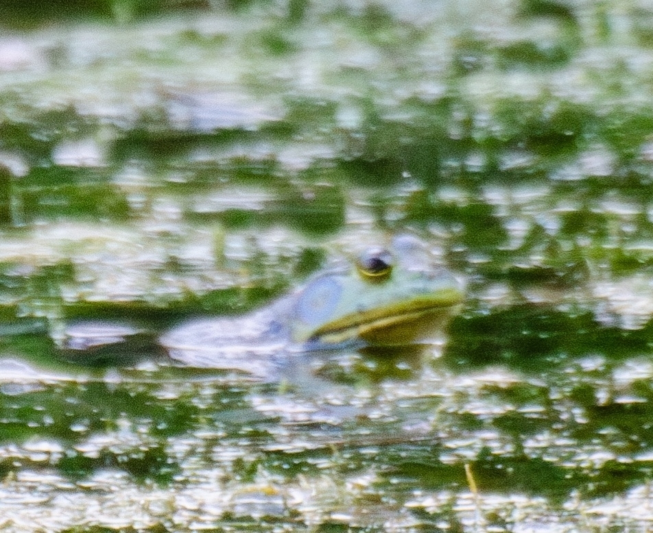 American Water Frogs from Douglas, AZ 85607, USA on October 17, 2023 at ...