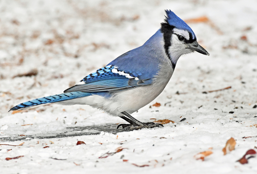 Home - Avian Discovery