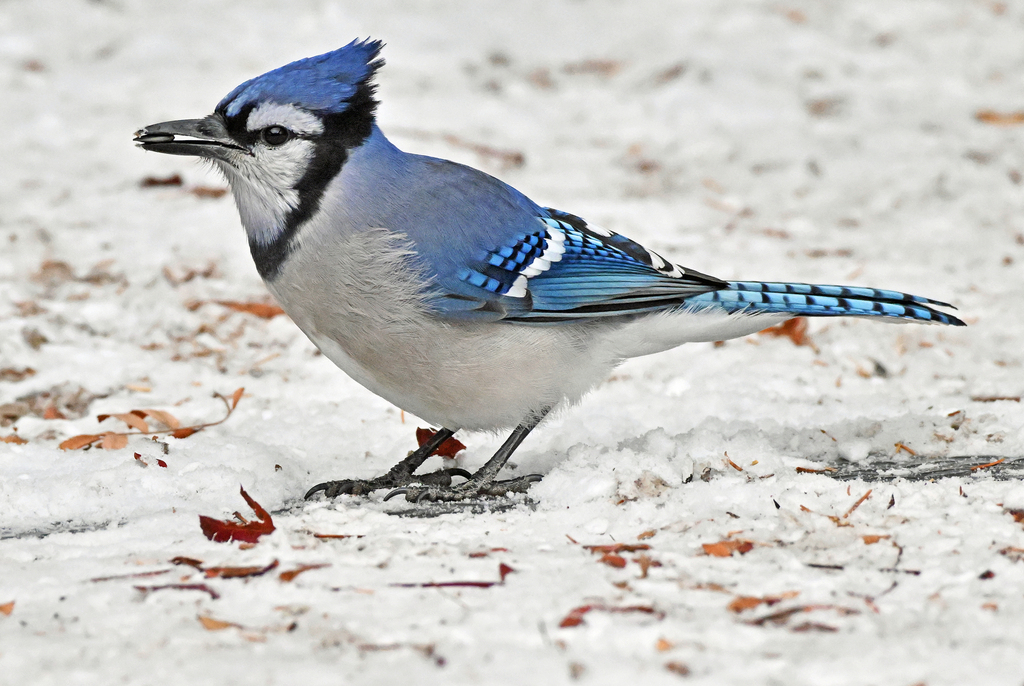 Blue Jay (Backyard Field Guide!) · iNaturalist
