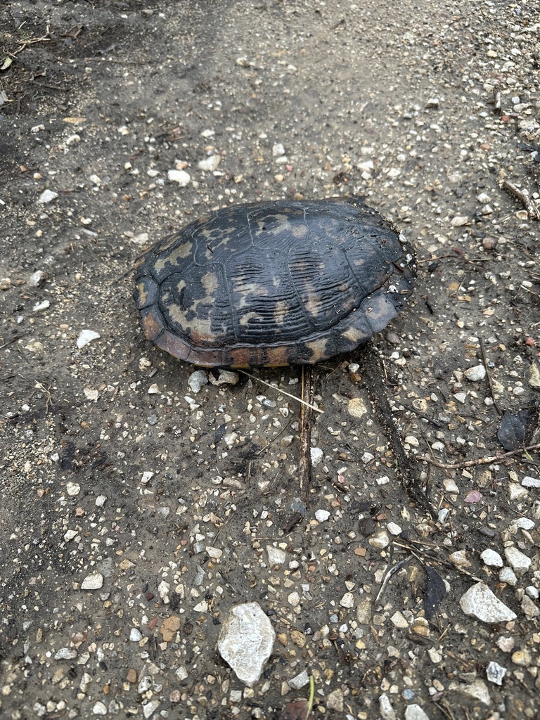 Pond and Box Turtles in October 2023 by Paula Channell · iNaturalist