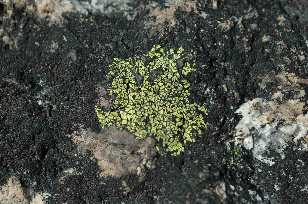 yellow map lichen in July 2011 by Moses Michelsohn · iNaturalist