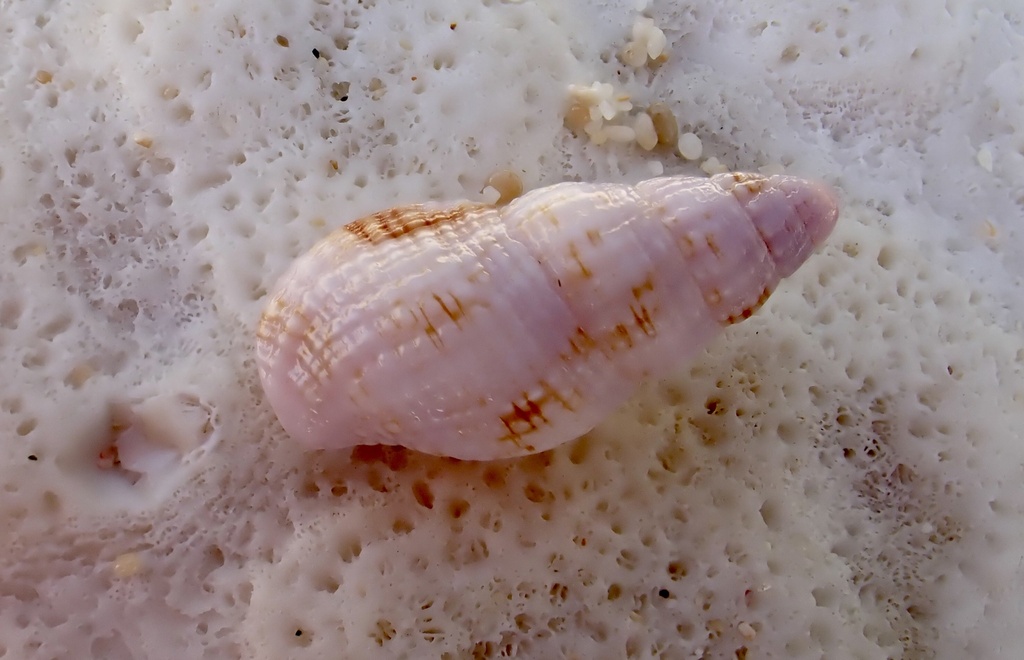 Prodotia iostoma from Sibang Cove, Calayan Island, Cagayan, Calayan ...