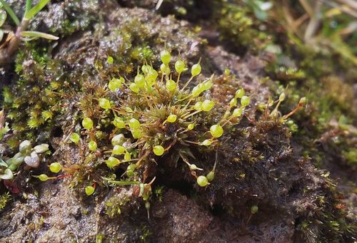 Banded Cord-Moss (Entosthodon fascicularis) · iNaturalist