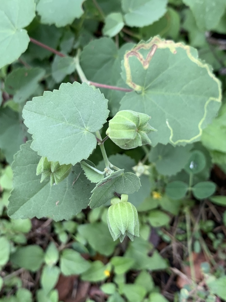 sweet Indian Mallow from Fort Worth Ave, Dallas, TX, US on October 28 ...