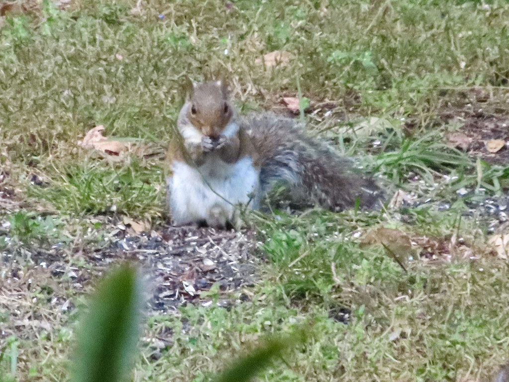 Eastern Gray Squirrel from Hillsborough, Florida, United States on ...