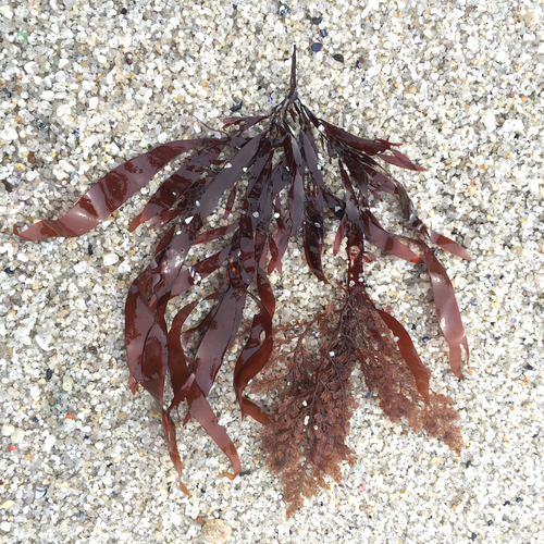 Prionitis lyallii · iNaturalist