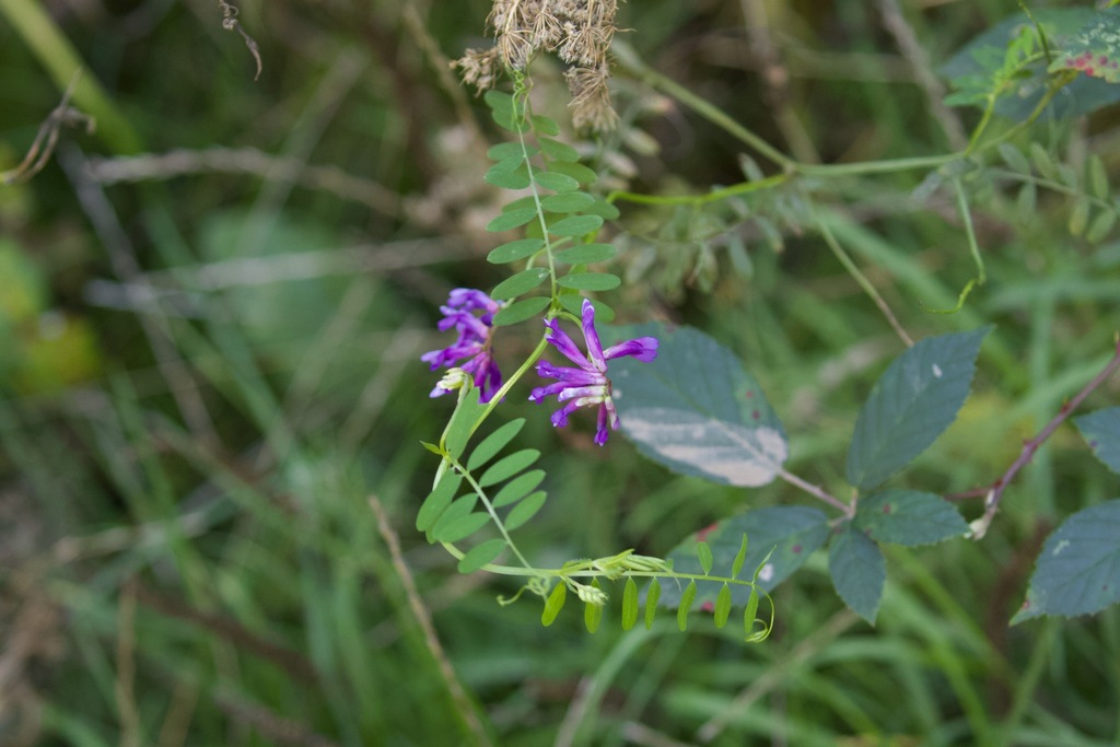 hairy vetch from Multnomah County, OR, USA on October 28, 2023 at 01:04 ...
