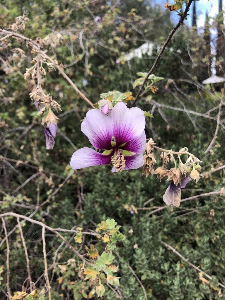 Malva subovata bicolor from 299 Arlington Dr, Pasadena, CA, US on March ...
