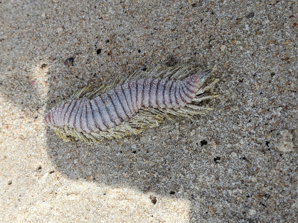Polychaete Worms from Livingstone, QLD, Australia on October 29, 2023 ...