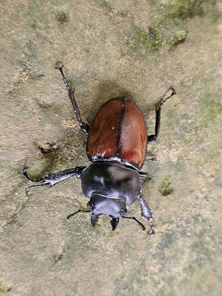 Neolucanus swinhoei from 台灣臺北 on October 28, 2023 at 11:34 AM by 郭伯川 ...