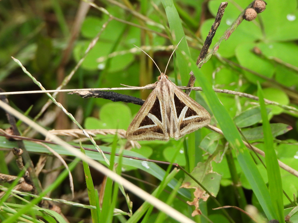 Triangles from Longquanyi District, Chengdu, Sichuan, China on October ...