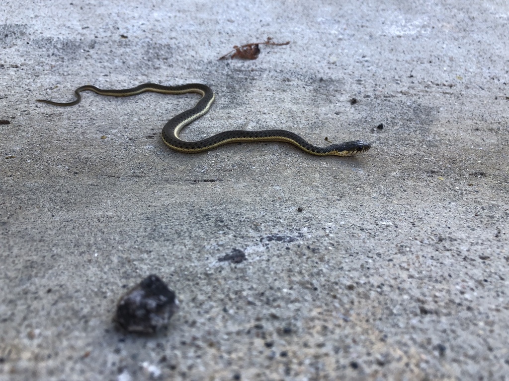 Two-striped Garter Snake in October 2023 by mlf · iNaturalist