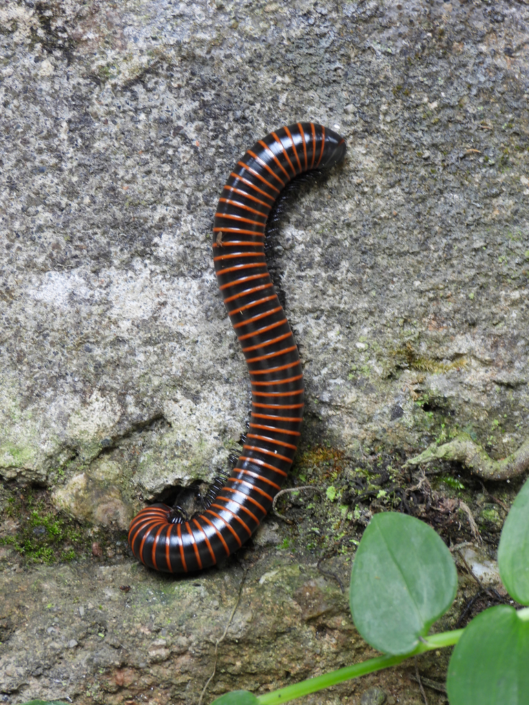 Spirobolus grahami from Dujiangyan City, Chengdu, Sichuan, China on ...