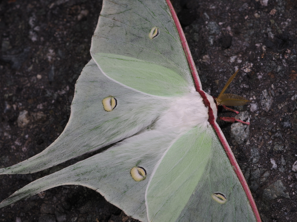 Japanese Moon Moth from 日本、〒412-0006 静岡県御殿場市中畑 on June 10, 2023 at 03: ...
