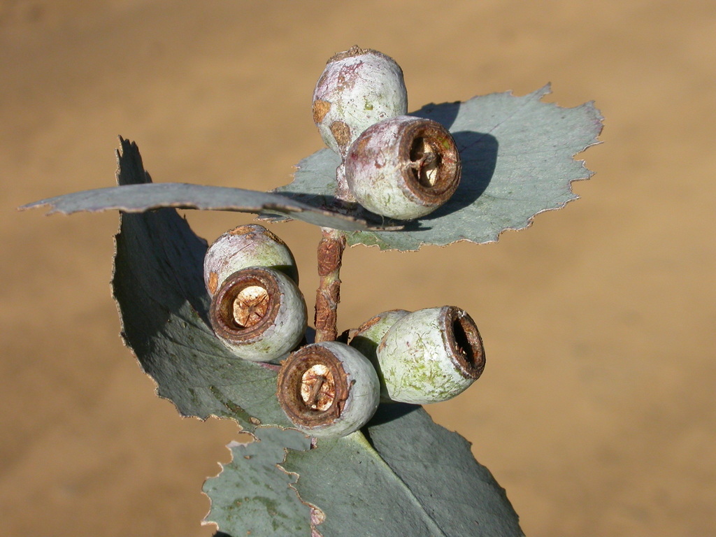 Silver Gum (Eucalyptus cordata) - Botanical Realm