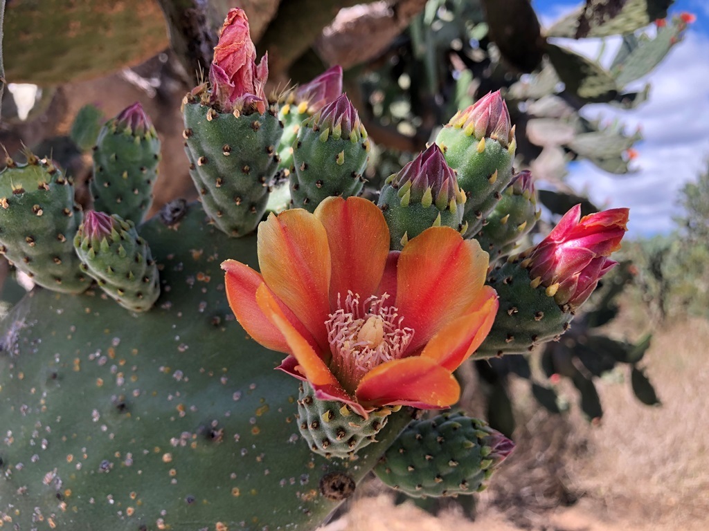Opuntia tomentosa (Tenerife Plants Caryophyllales) · iNaturalist