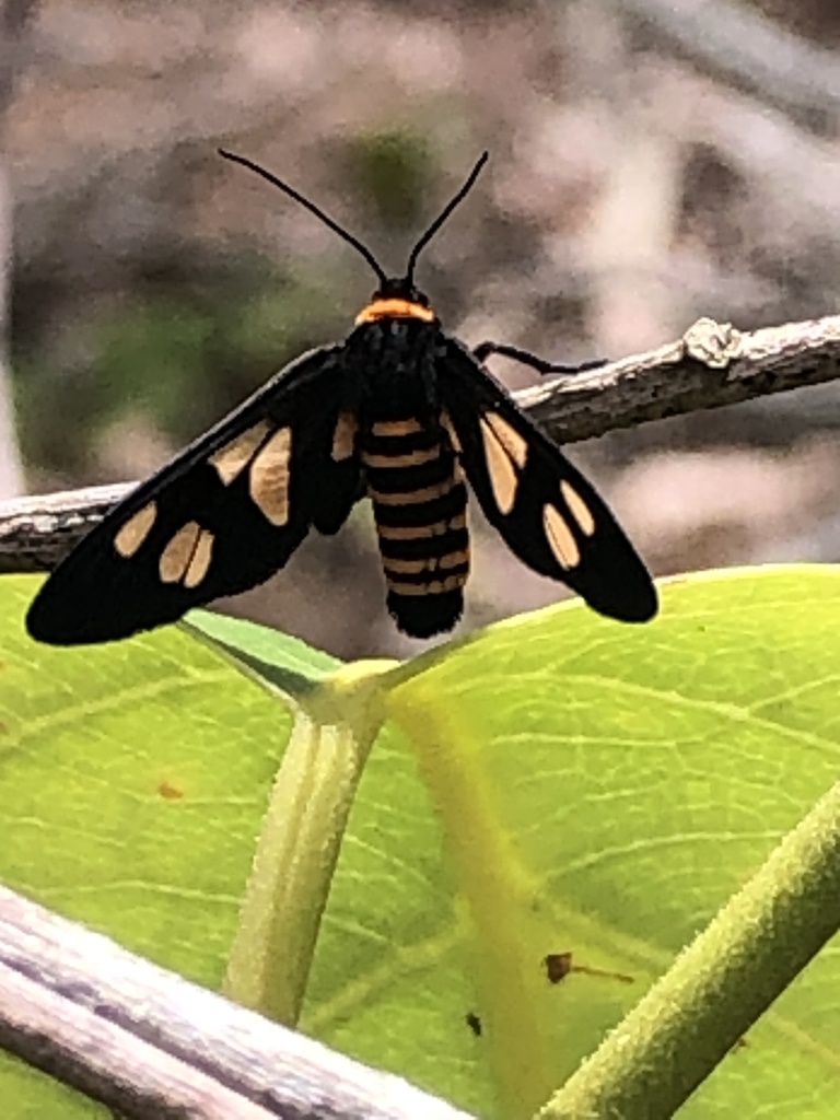 Insects from Harman St, Manly, QLD, AU on October 29, 2023 at 09:26 AM ...