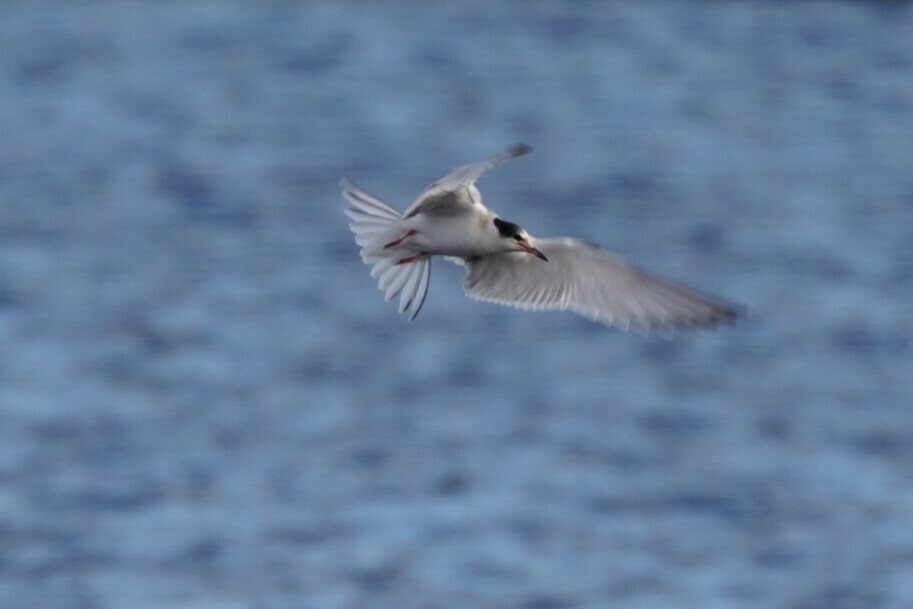 Typical Terns from Tracadie, NB, Canada on October 28, 2023 at 09:30 AM ...