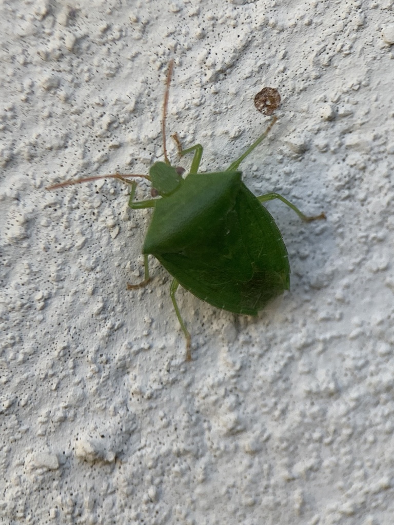 Green potato bug from Ashworth Pl, Berry, NSW, AU on October 29, 2023 ...