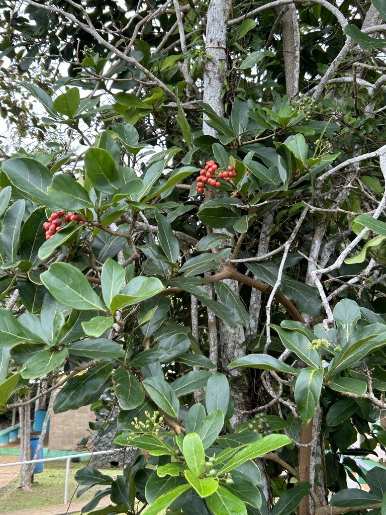 Capá from Puerto Rico, San Germán, Puerto Rico, US on October 27, 2023 ...