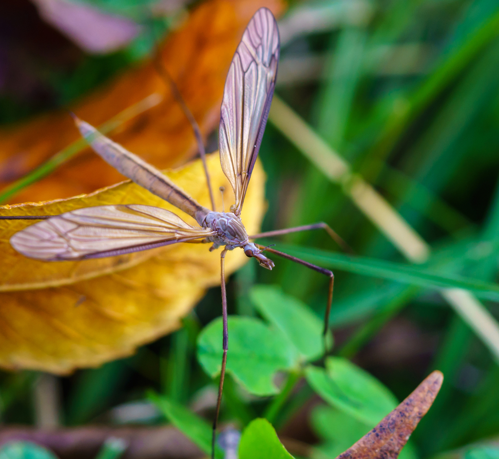 Marsh Crane Fly from Jasper County, IL, USA on October 27, 2023 at 05: ...
