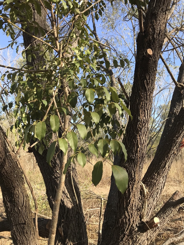 celery wood from Mount Urah, QLD, AU on October 28, 2023 at 04:22 PM by ...