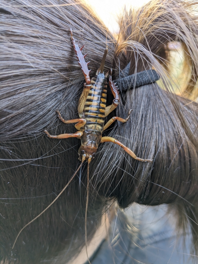 Wellington Tree Wētā from Ngaio, Wellington 6035, New Zealand on ...