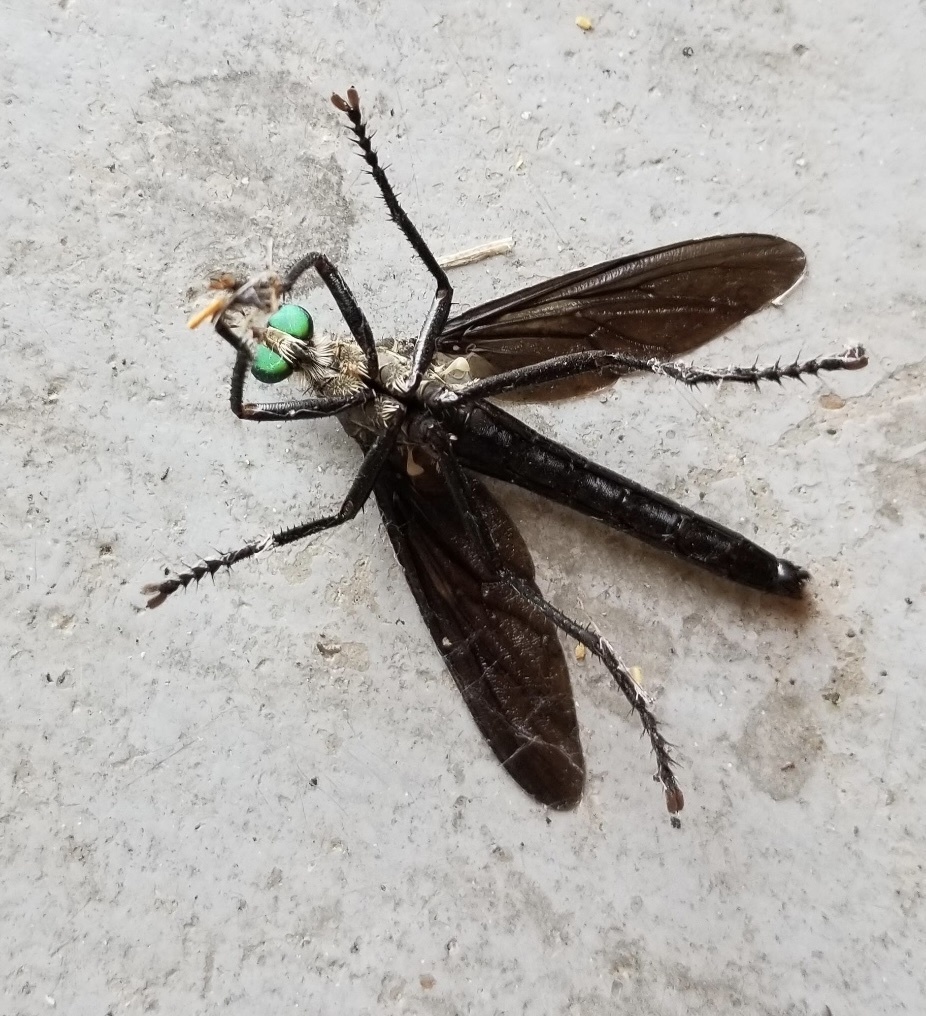 Giant Prairie Robber Fly from Legacy Dr, Sand Springs, OK, US on ...
