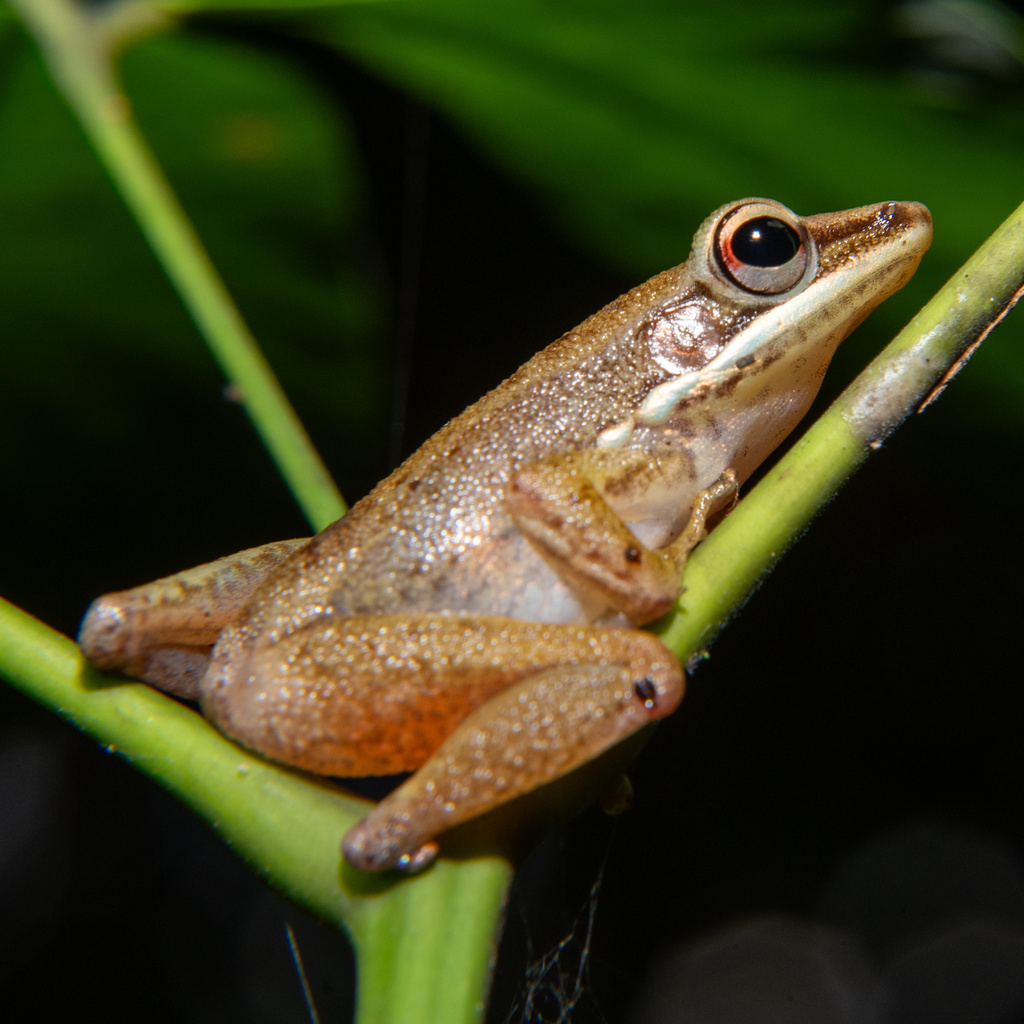 Malayan White-lipped Frog from Windsor Nature Park, SG on October 28 ...