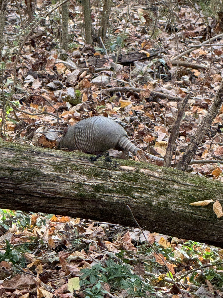 Nine-banded Armadillo from Muscle Shoals, AL, US on October 28, 2023 at ...