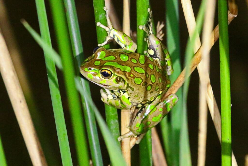 Spotted-thighed Frog from Amelup WA 6338, Australia on October 11, 2023 ...